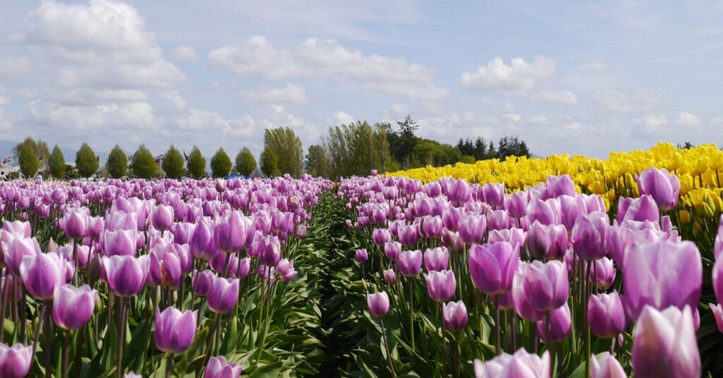 Top 10 Most Beautiful Flower Fields in the World | Earthology365 | Page 2