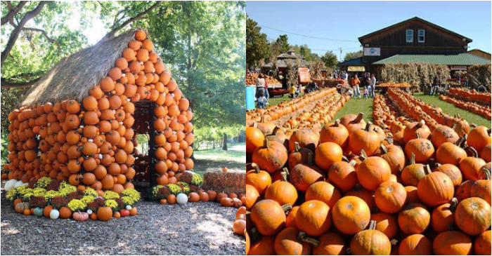 The 10 Best Pumpkin Festivals in the USA | Earthology365 | Page 8