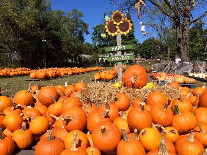 The 10 Best Pumpkin Festivals in the USA | Earthology365 | Page 8