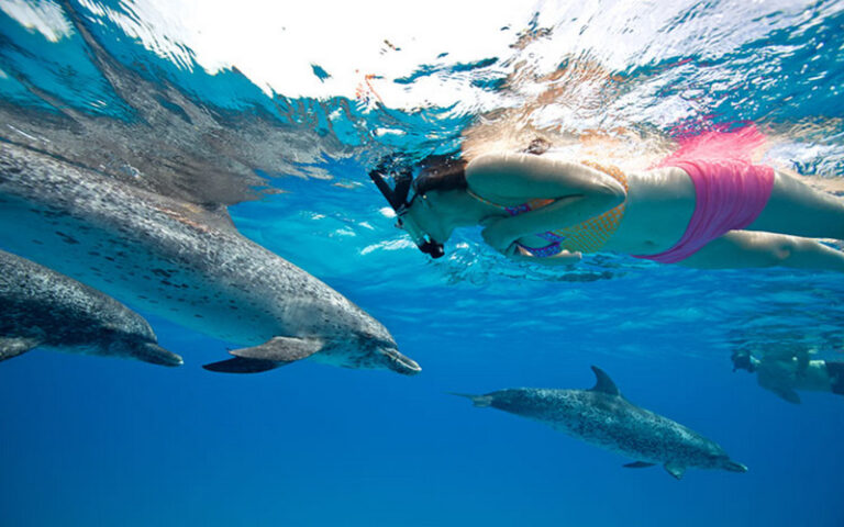 Best Places to Swim and Dive with Dolphins | Earthology365