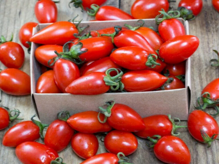 Top 7 Italian Tomato Varieties and Their Best Uses | Earthology365